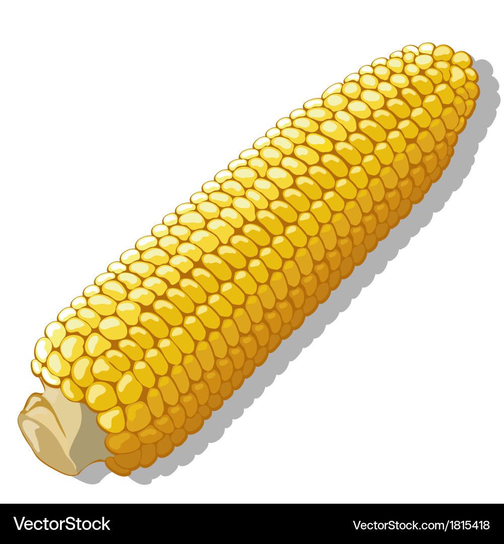 Maize Royalty Free Vector Image - VectorStock