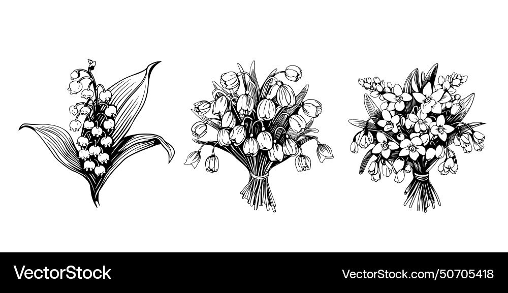 Snowdrop flower graphic black white isolated Vector Image