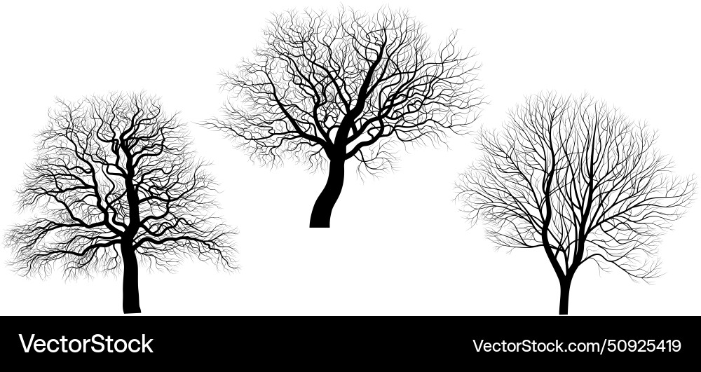 Contours of trees without leaves Royalty Free Vector Image