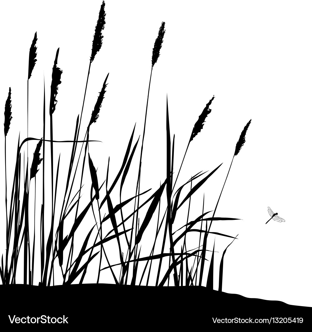 Reed and flying dragonfly during sunny day Vector Image