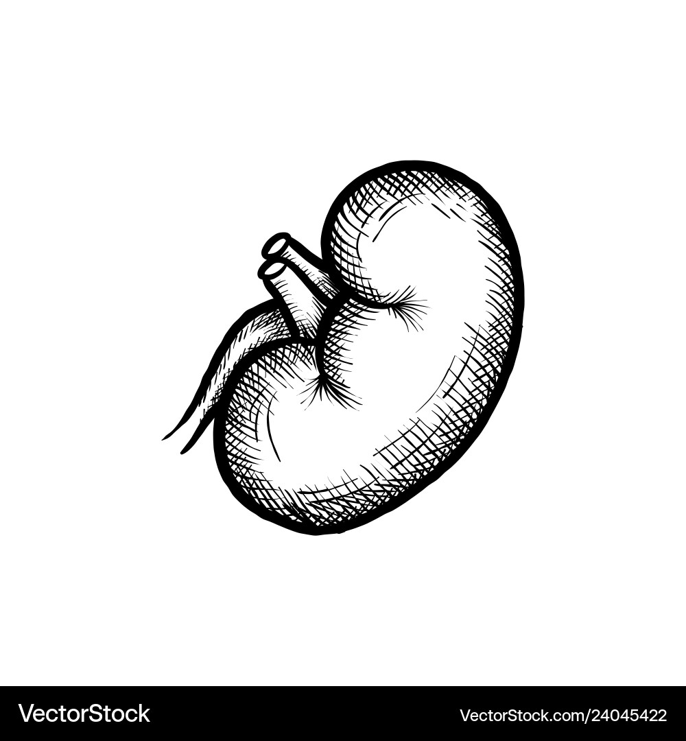 Kidney Royalty Free Vector Image - VectorStock