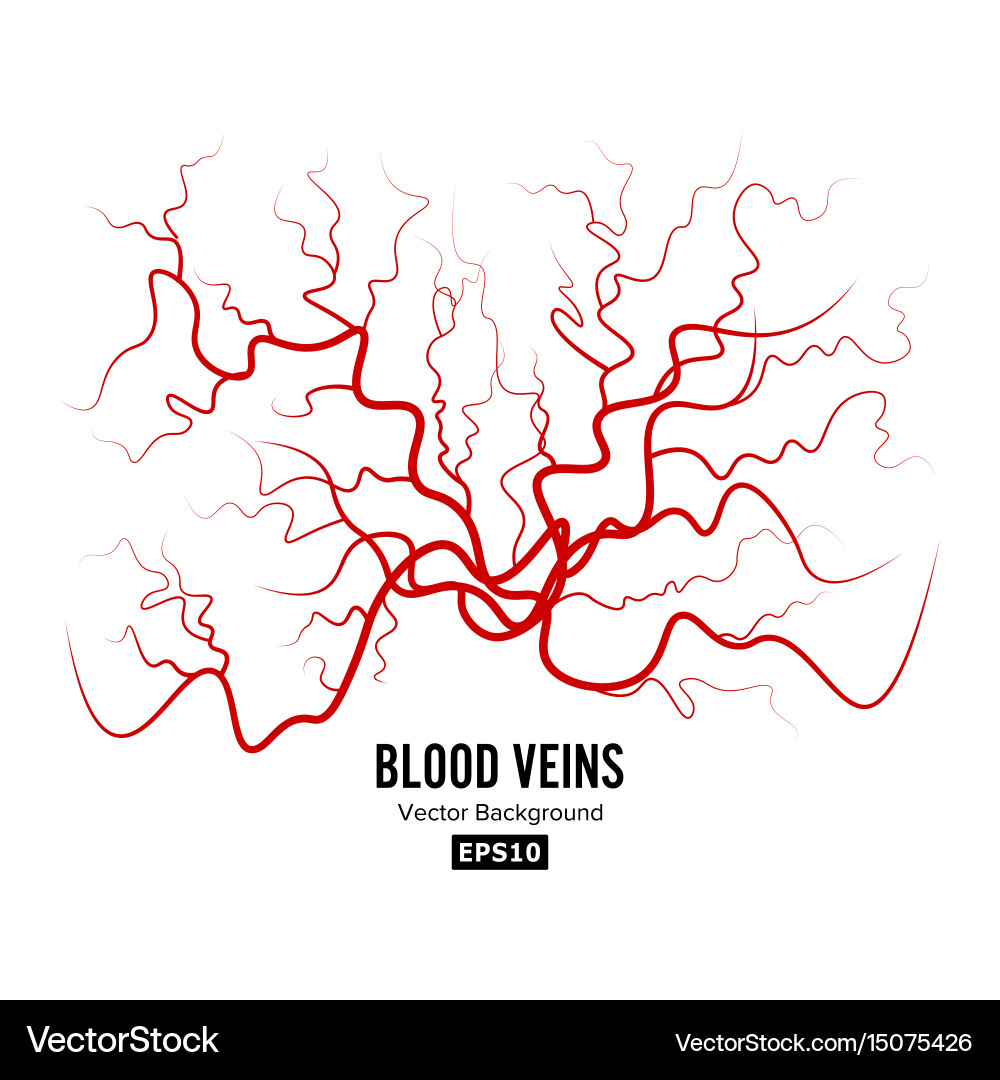Human blood veins red vessels design Royalty Free Vector