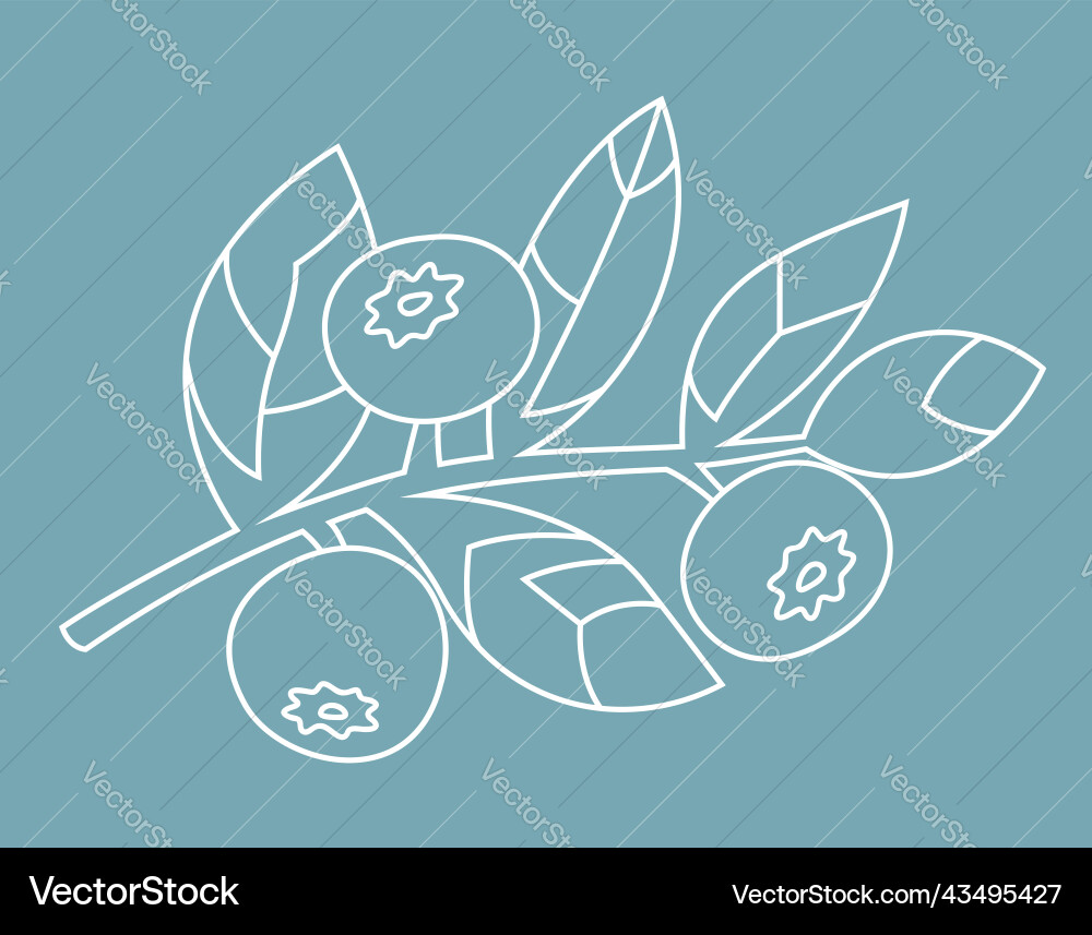 Blueberry branch with leaves Royalty Free Vector Image