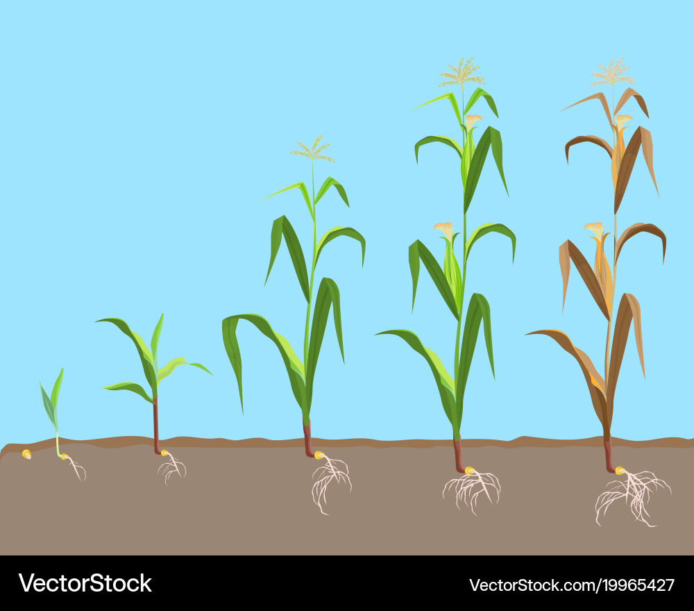 Sweet Corn Plant Growth Cycle Royalty Free Vector Image