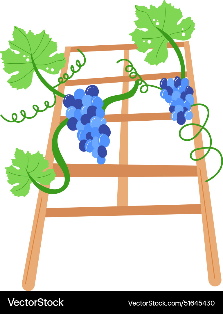 Grapes Grapevine Vector Images (over 8,300)