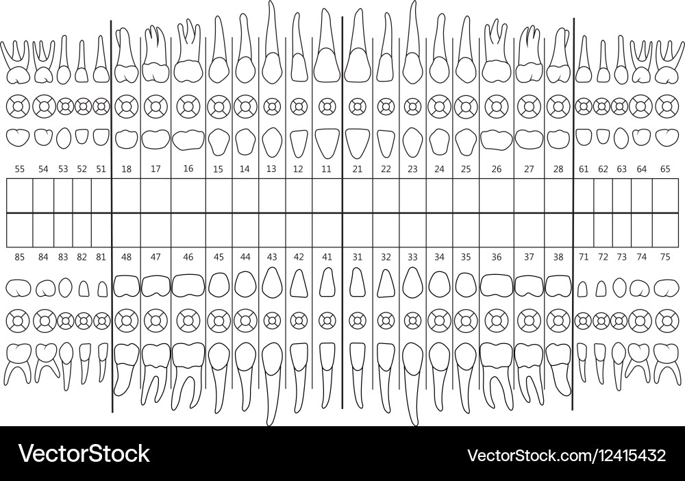 Dental Formula Chart Royalty Free Vector Image