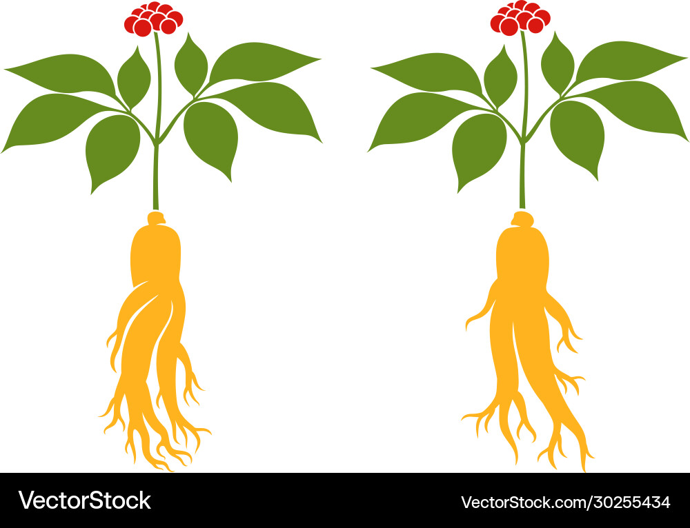 Ginseng Royalty Free Vector Image - VectorStock