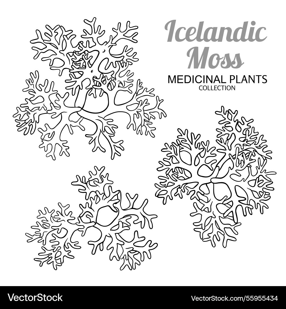 Icelandic moss set outline Royalty Free Vector Image