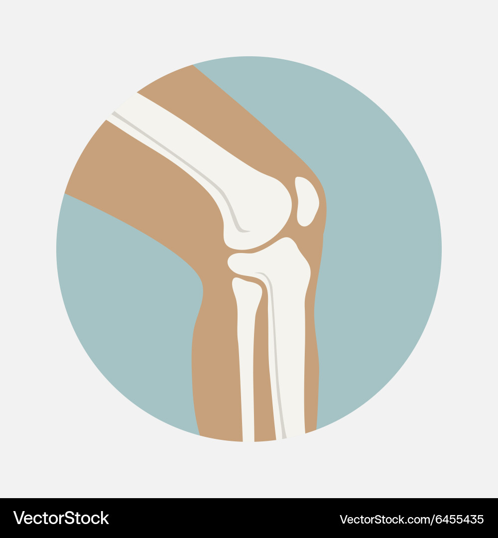Human knee joint Royalty Free Vector Image - VectorStock