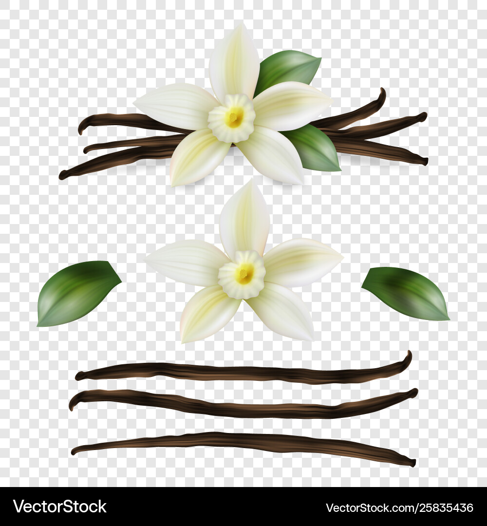3d realistic sweet scented fresh vanilla Vector Image