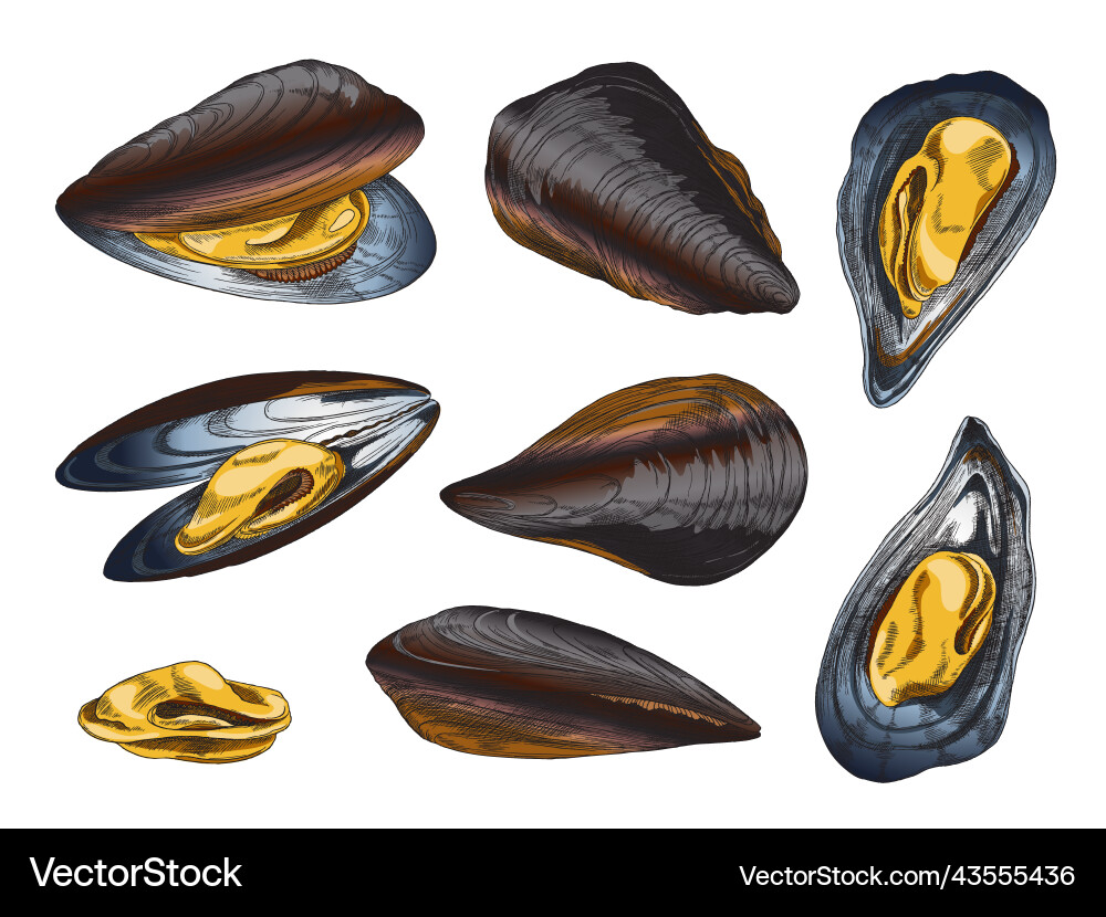 Hand drawn mussel set colored sketch Royalty Free Vector