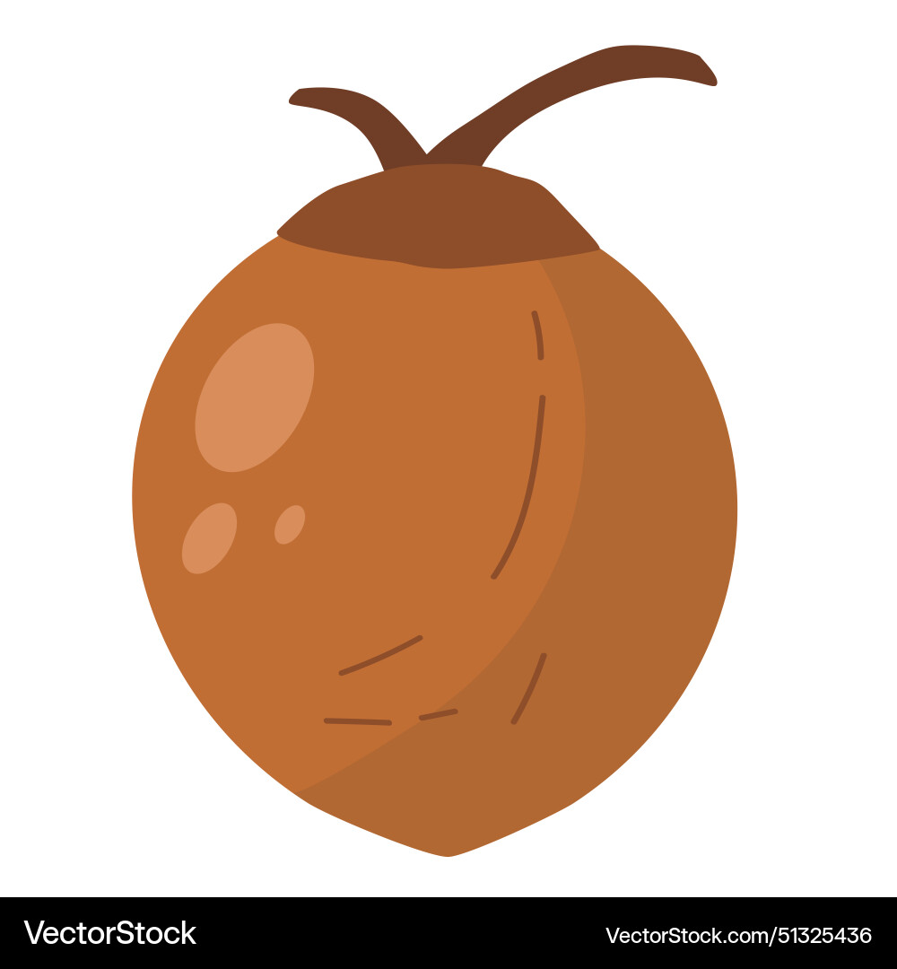 Mature brown coconut fruit Royalty Free Vector Image