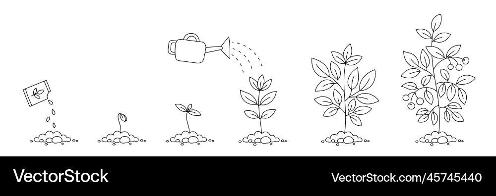 Plant growth stages seedling development stage Vector Image