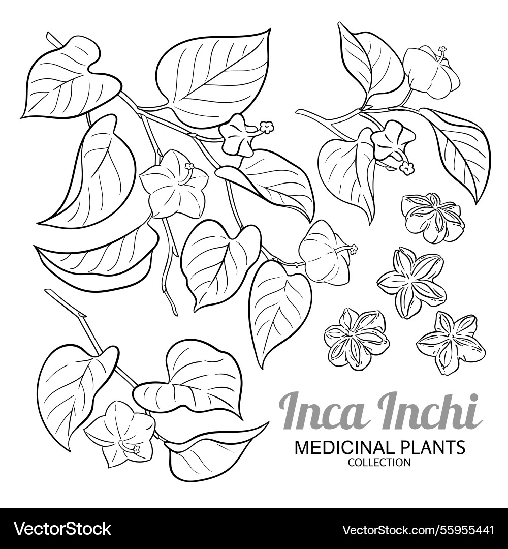 Inca inchi branch outline Royalty Free Vector Image