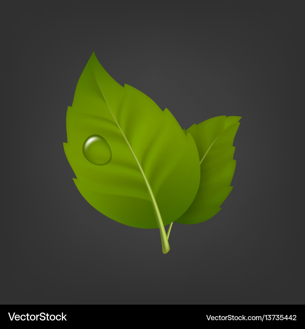 Background with green leaf pair and drop Vector Image