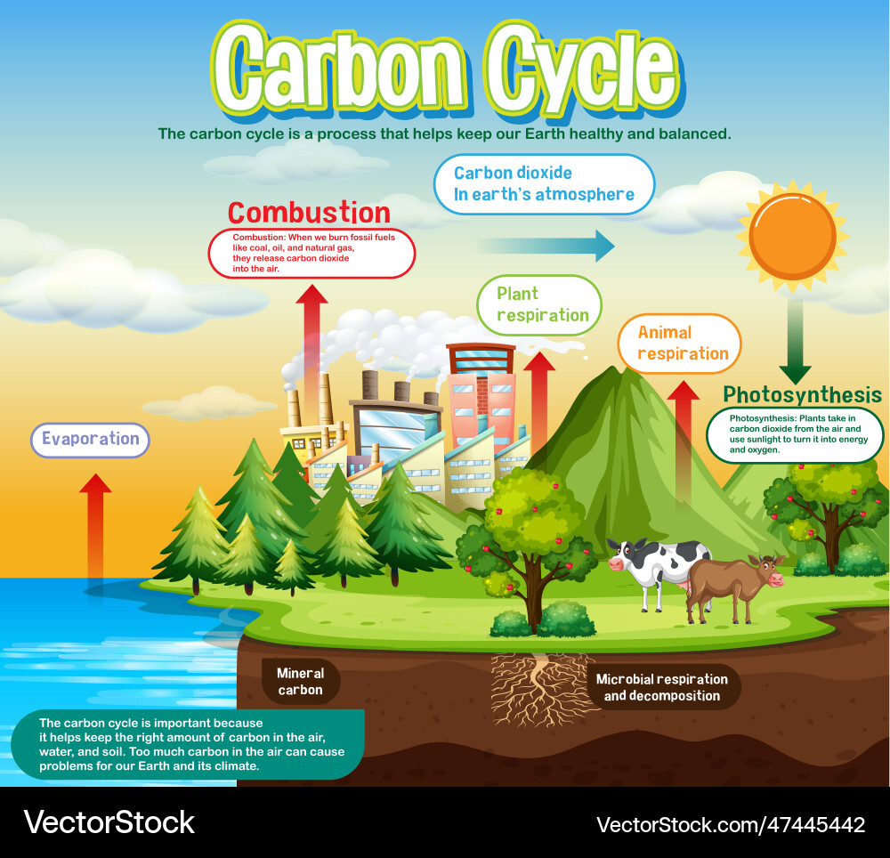 Carbon cycle diagram for science education Vector Image Carbon cycle diagram for science education Vector Image