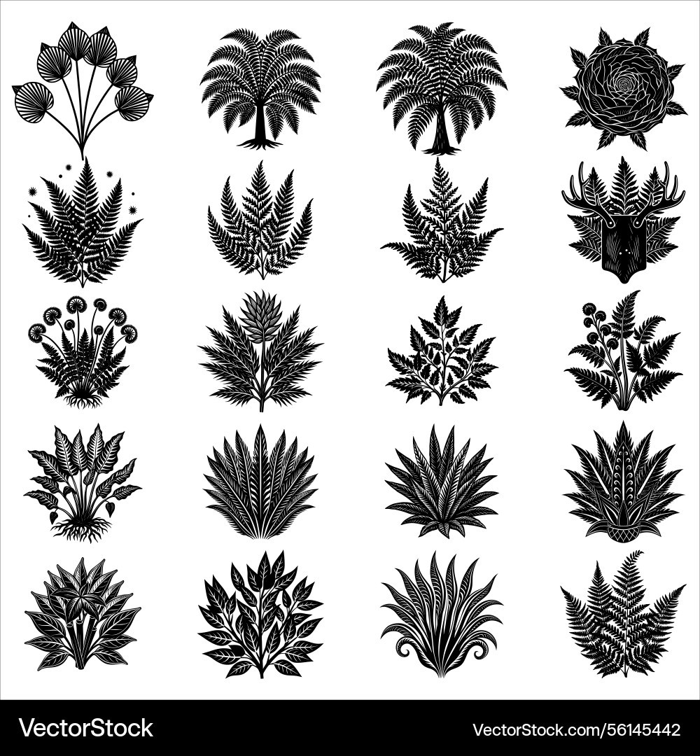 Fern leaves Royalty Free Vector Image - VectorStock