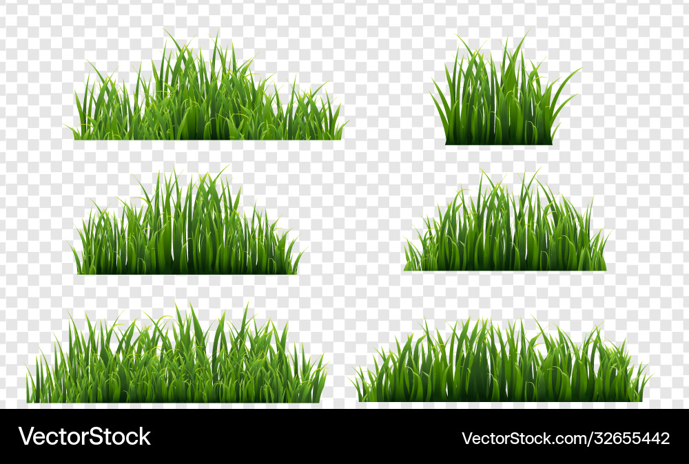 Green grass isolated transparent background Vector Image