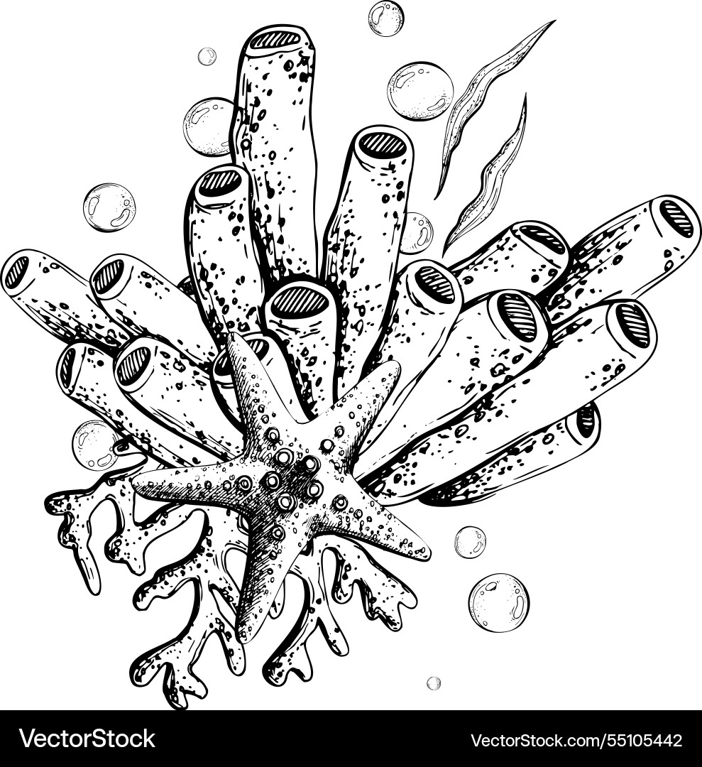 Starfish coral sea sponge algae and bubbles Vector Image