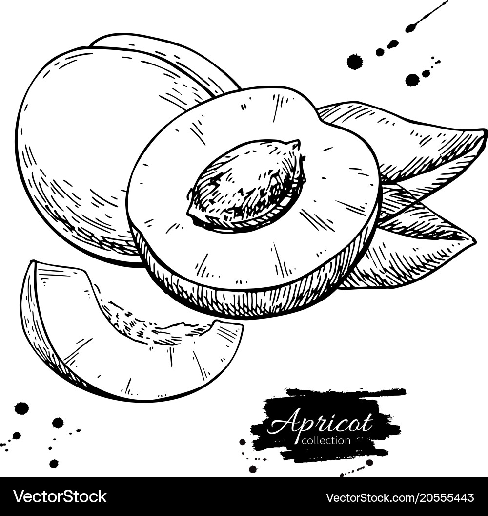 Apricot drawing hand drawn fruit Royalty Free Vector Image