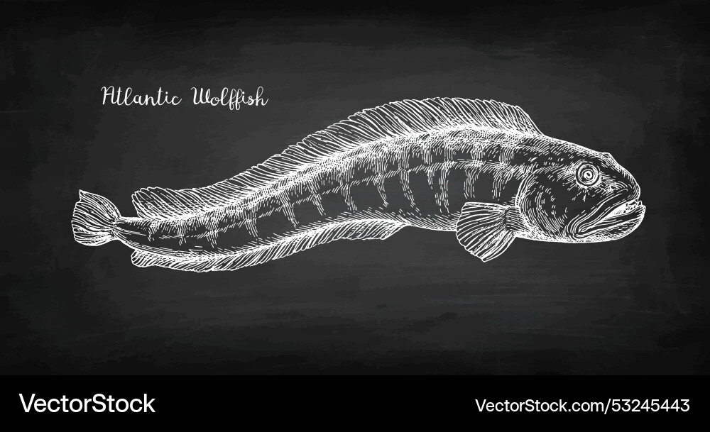 Atlantic wolffish chalk sketch Royalty Free Vector Image