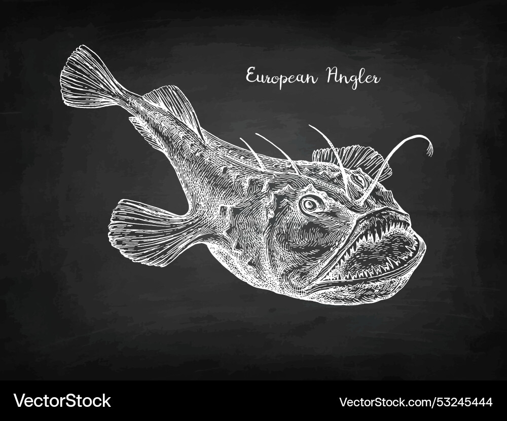 Common monkfish chalk sketch Royalty Free Vector Image