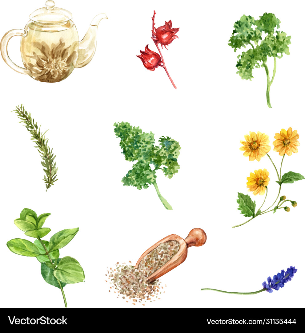 Set various isolated watercolor herbal tea Vector Image