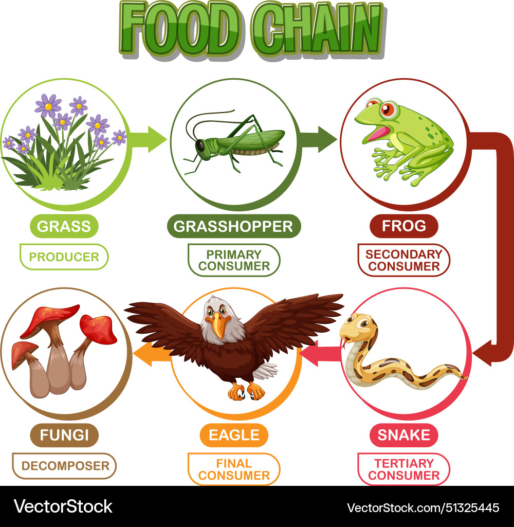 Depicts a food chain with various consumers Vector Image