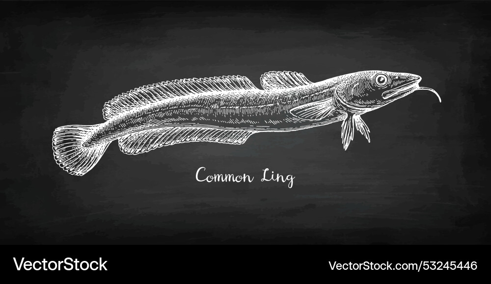 Common ling chalk sketch Royalty Free Vector Image