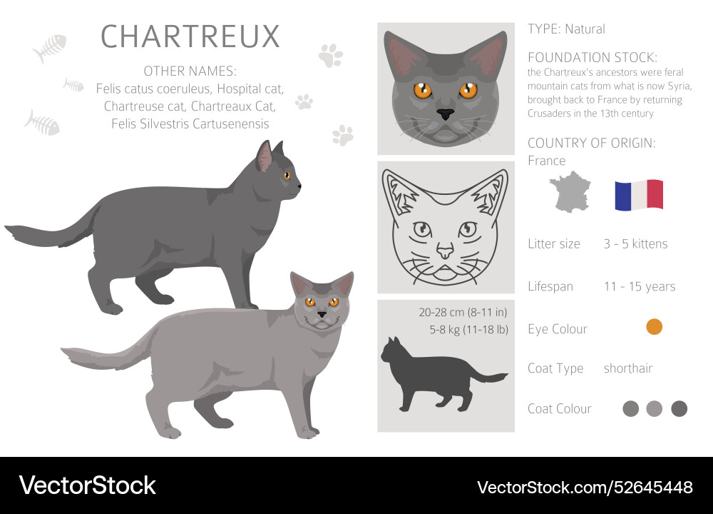 Chartreux cat clipart all coat colors set Vector Image
