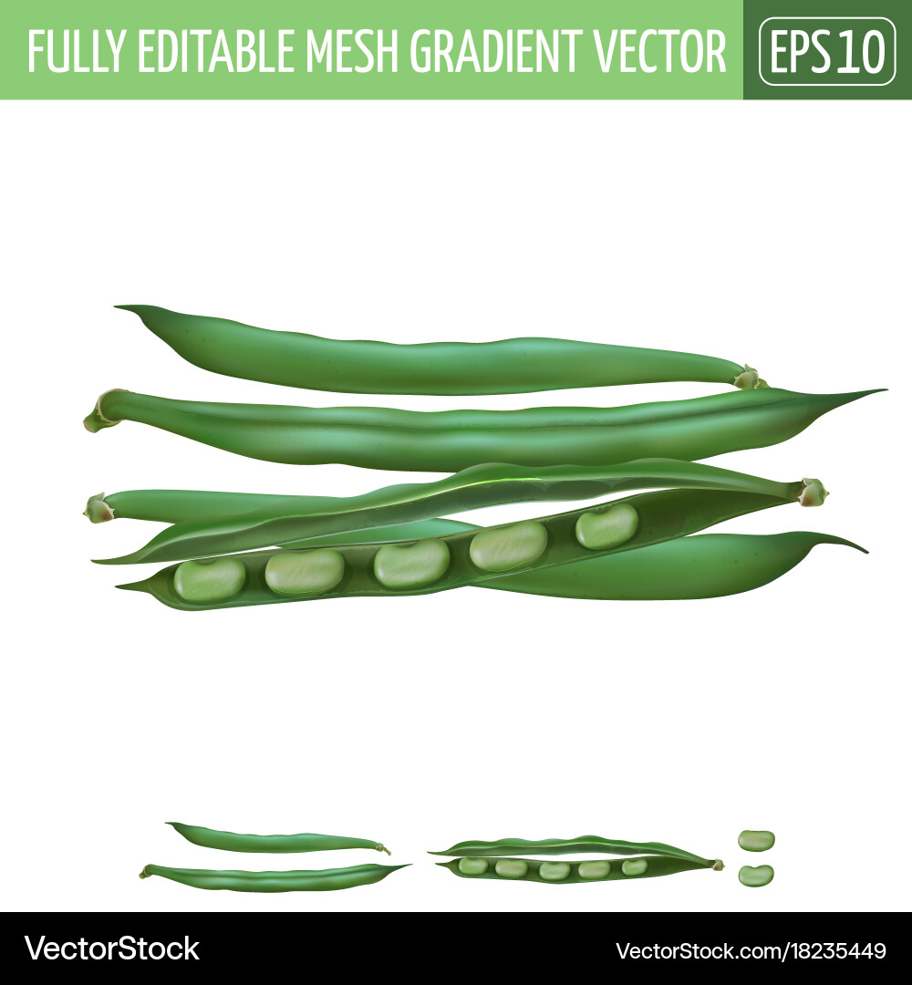 Bean on white background Royalty Free Vector Image