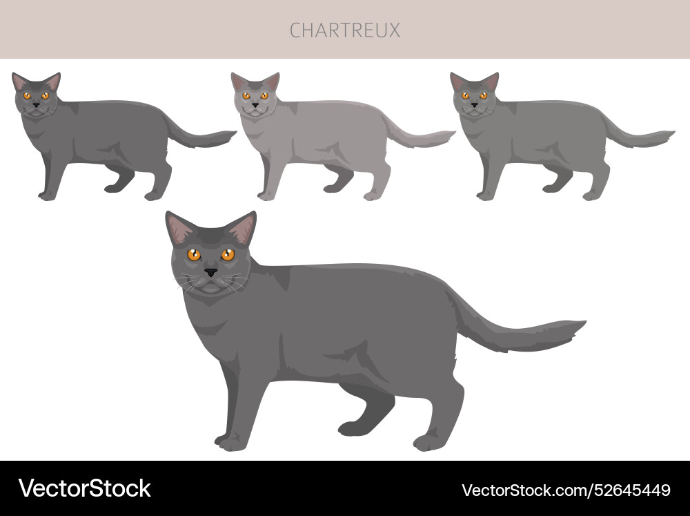 Chartreux cat clipart all coat colors set Vector Image