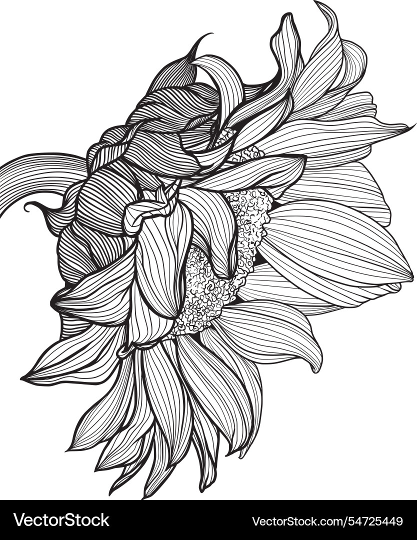 Sunflower hand drawn – Royalty-Free Vector | VectorStock