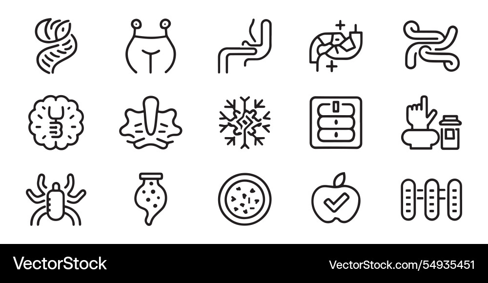 Digestion Intestine Stomach And Probiotics Vector Image