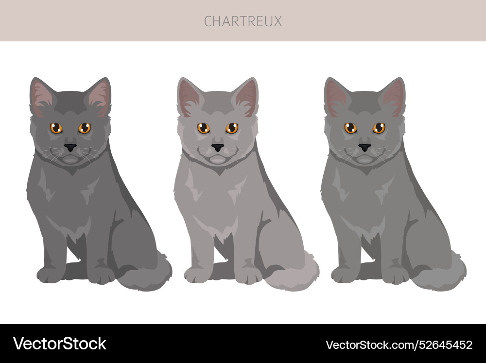 Chartreux cat clipart all coat colors set Vector Image