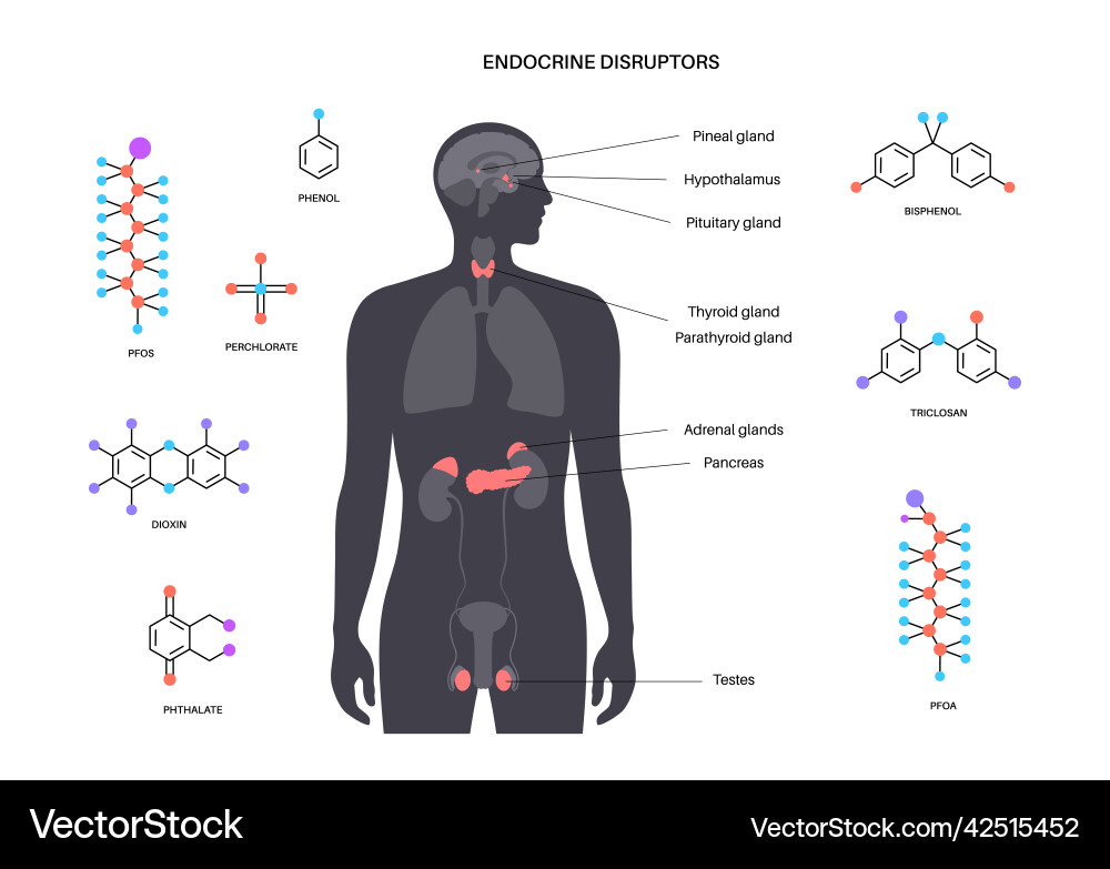 Endocrine Disruptor Organ System Royalty Free Vector Image