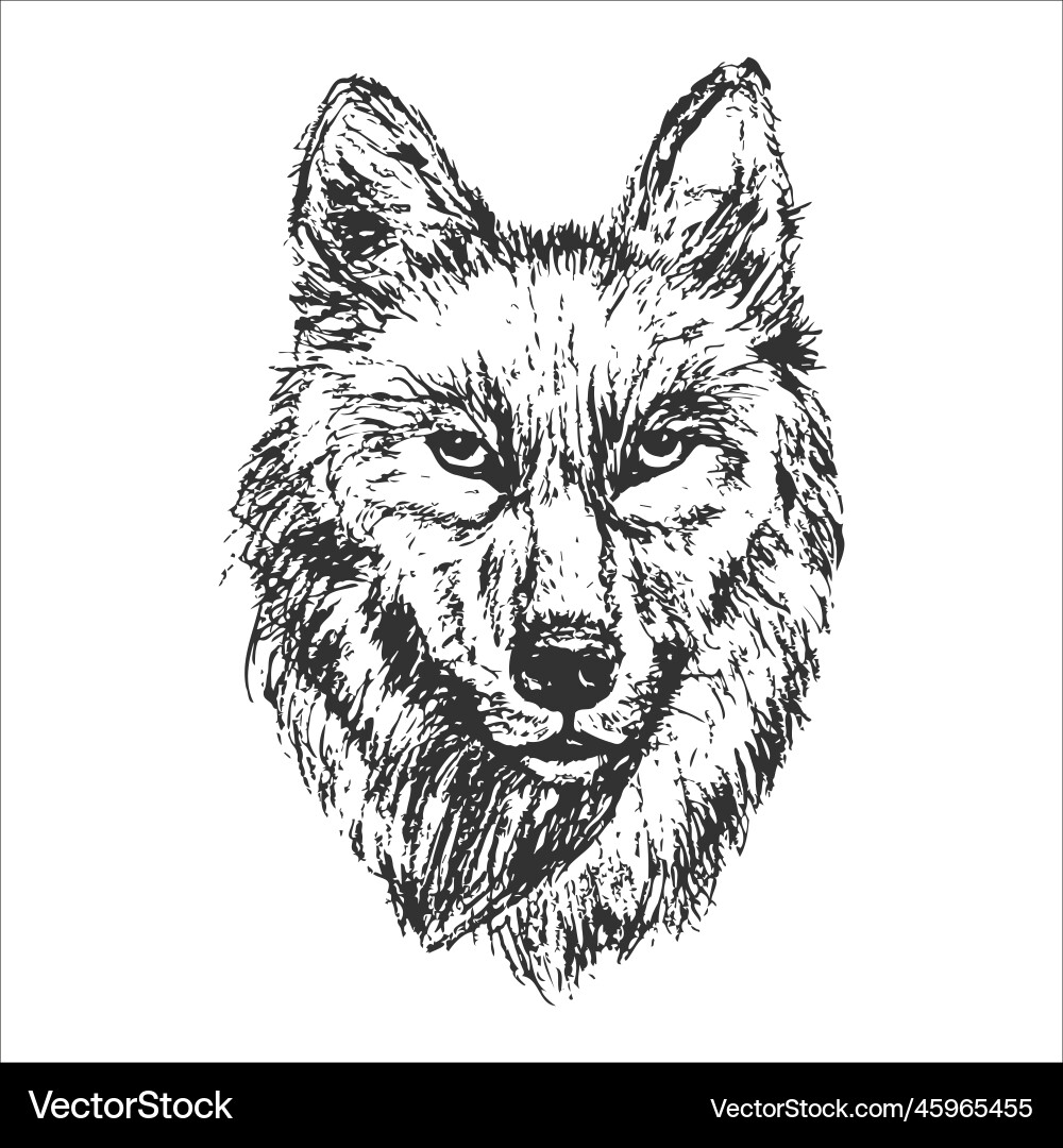Big beautiful wild wolf portrait in line drawing Vector Image