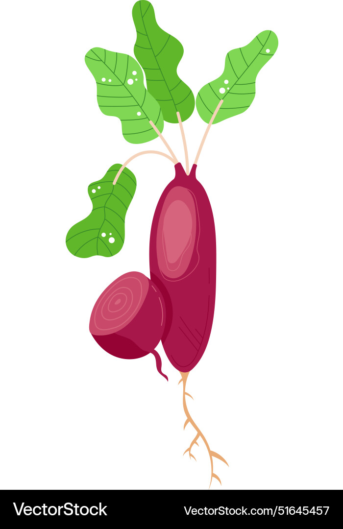 Beetroot slice graphic isolated white background Vector Image