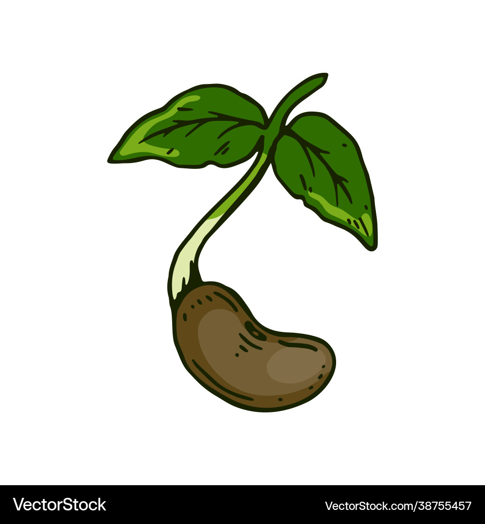 Hand drawn bean sprout in sketch style isolated Vector Image