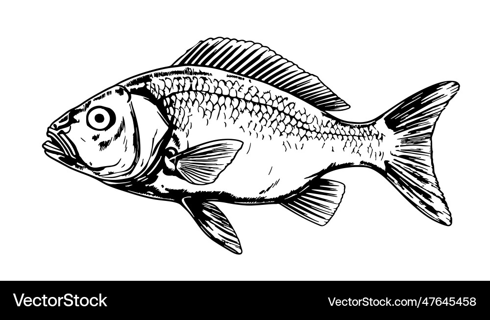 Fish portrait sketch hand drawn realistic style Vector Image