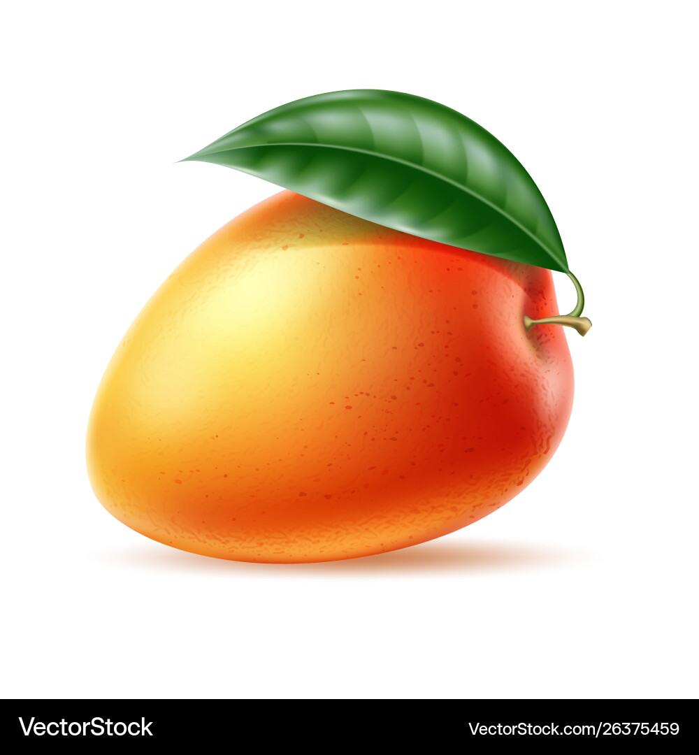 Realistic ripe mango fruit with leaf Royalty Free Vector