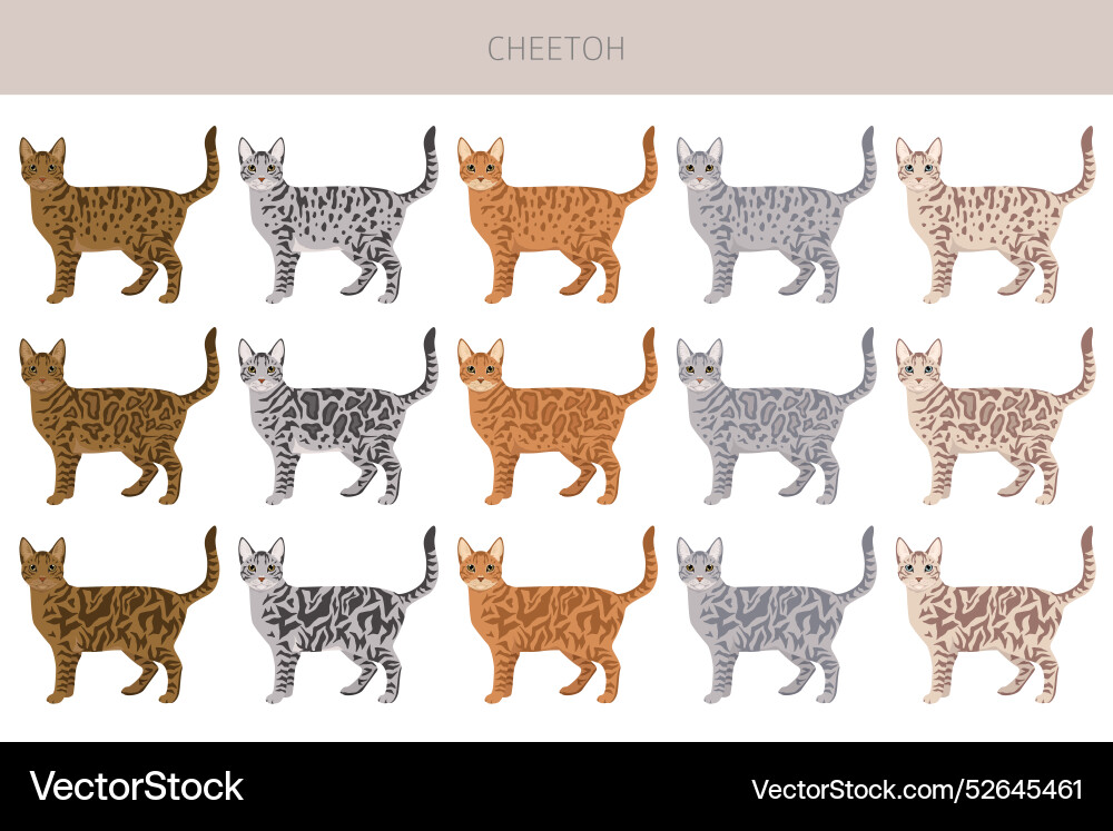 Cheetoh cat clipart all coat colors set Royalty Free Vector