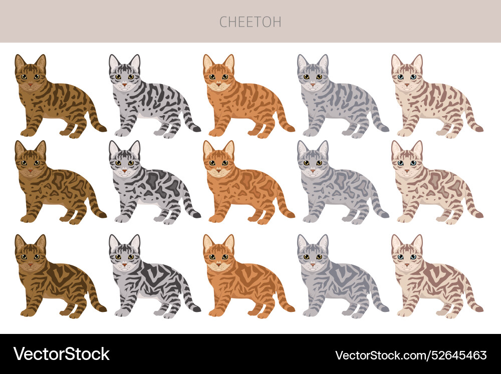 Cheetoh cat clipart all coat colors set Royalty Free Vector