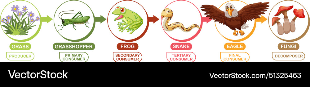 Depicts a food chain with various animals Vector Image