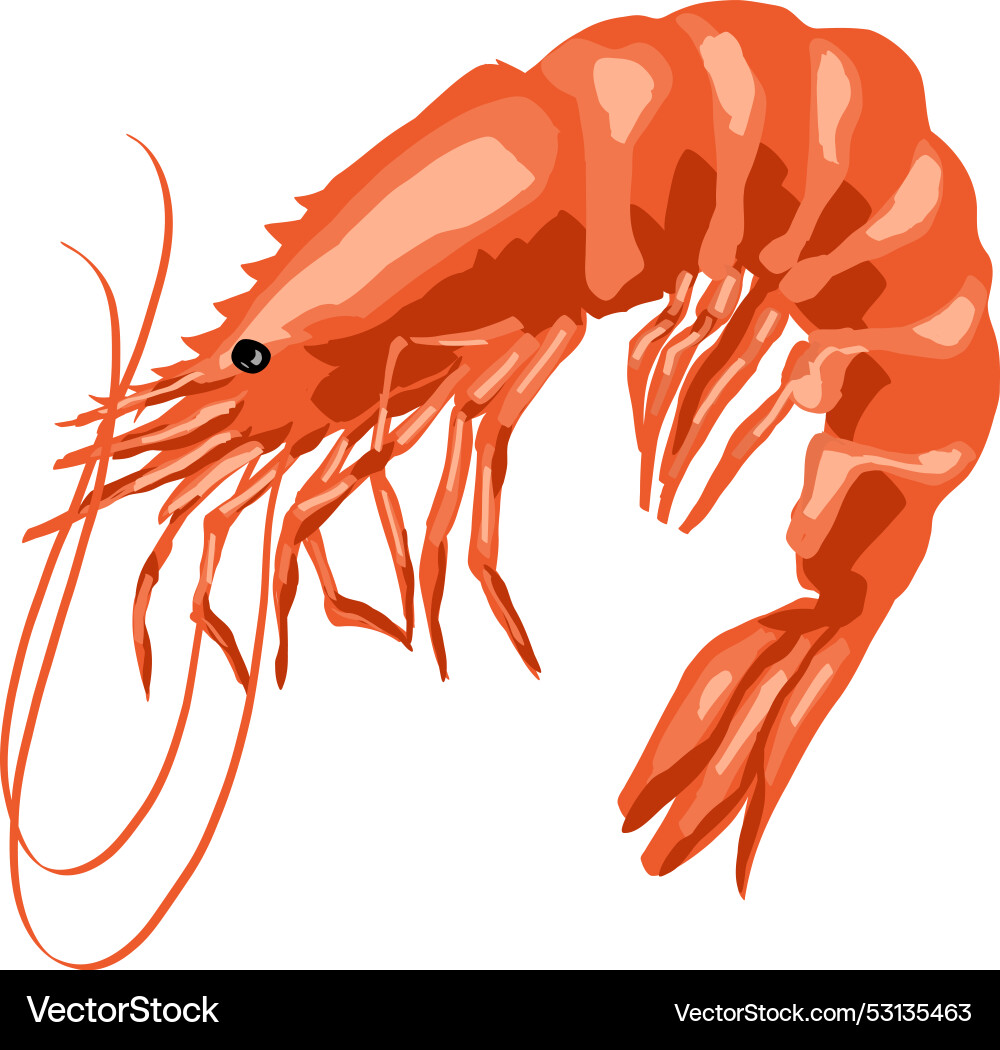 Shrimp art in style Royalty Free Vector Image - VectorStock