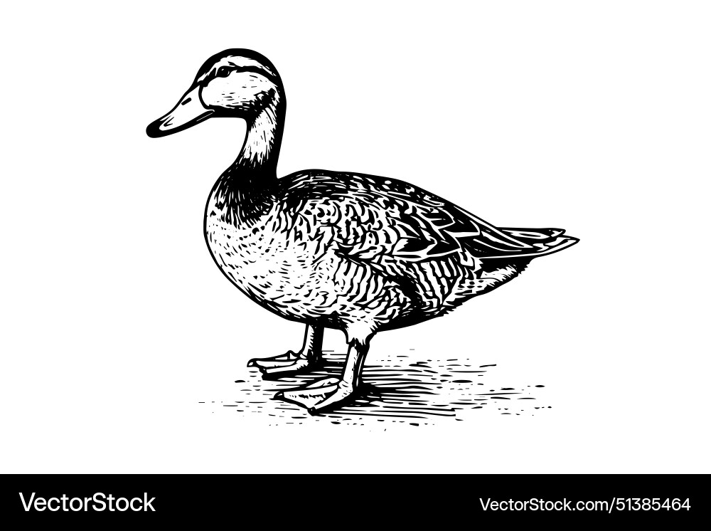 Duck hand drawn ink sketch engraved style Vector Image