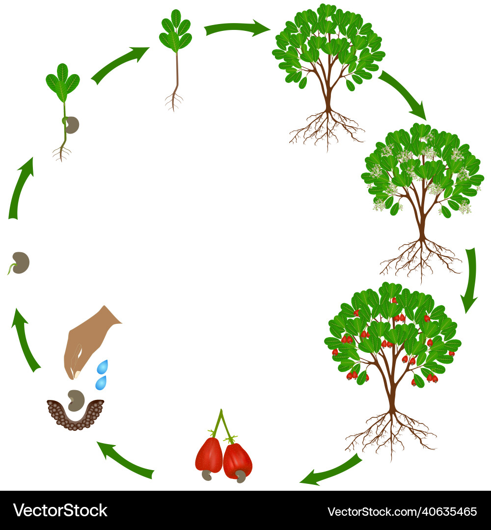 Cashew Plant Life Cycle Diagram Royalty Free Vector Image