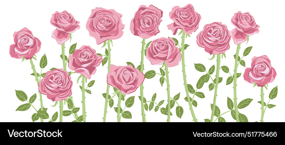 Drawing garden flowers roses Royalty Free Vector Image