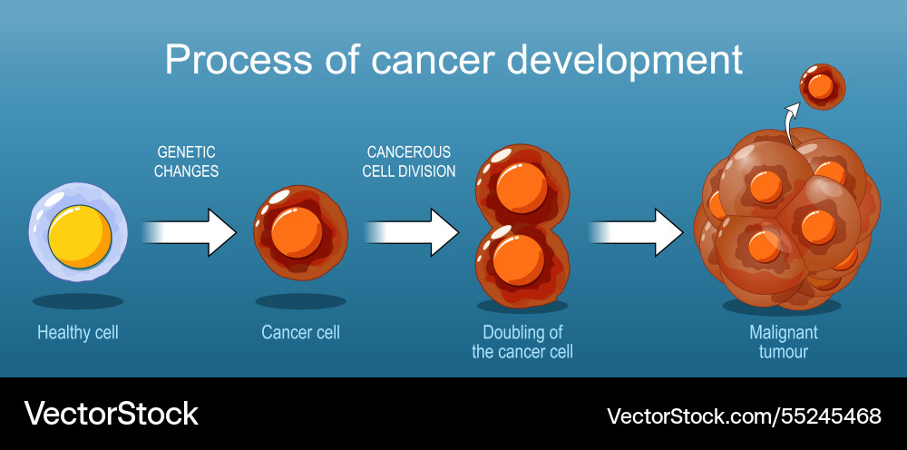 Cancer development Royalty Free Vector Image - VectorStock