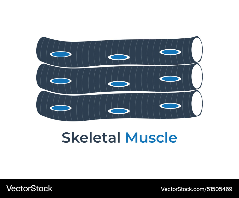 Skeletal muscle tissue icon Royalty Free Vector Image